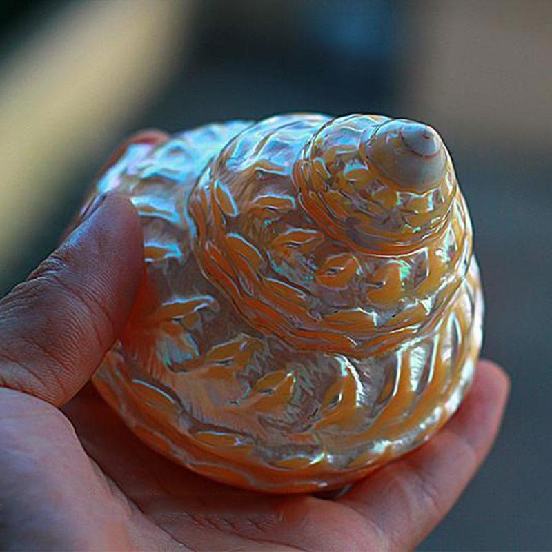 Buy Natural Pearl Tower Snail Decorative Large Seashell Natural Sea ...