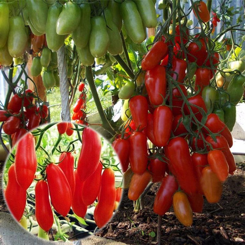50 Tohum Dev Kırmızı Muz Domates Sebze Sulu Meyve Domates Bitkileri ...