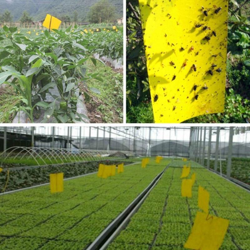 Buy Large Area Hanging Sticky Glue Boards for Fly Pest Insect Trap ...