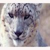 5d Diamond Painting Diy snow leopard Round Diamond Embroidery Home ...