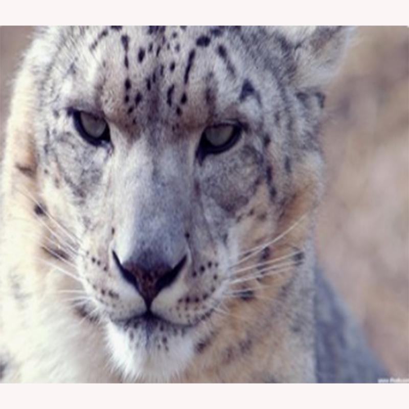 5d Diamond Painting Diy snow leopard Round Diamond Embroidery Home ...