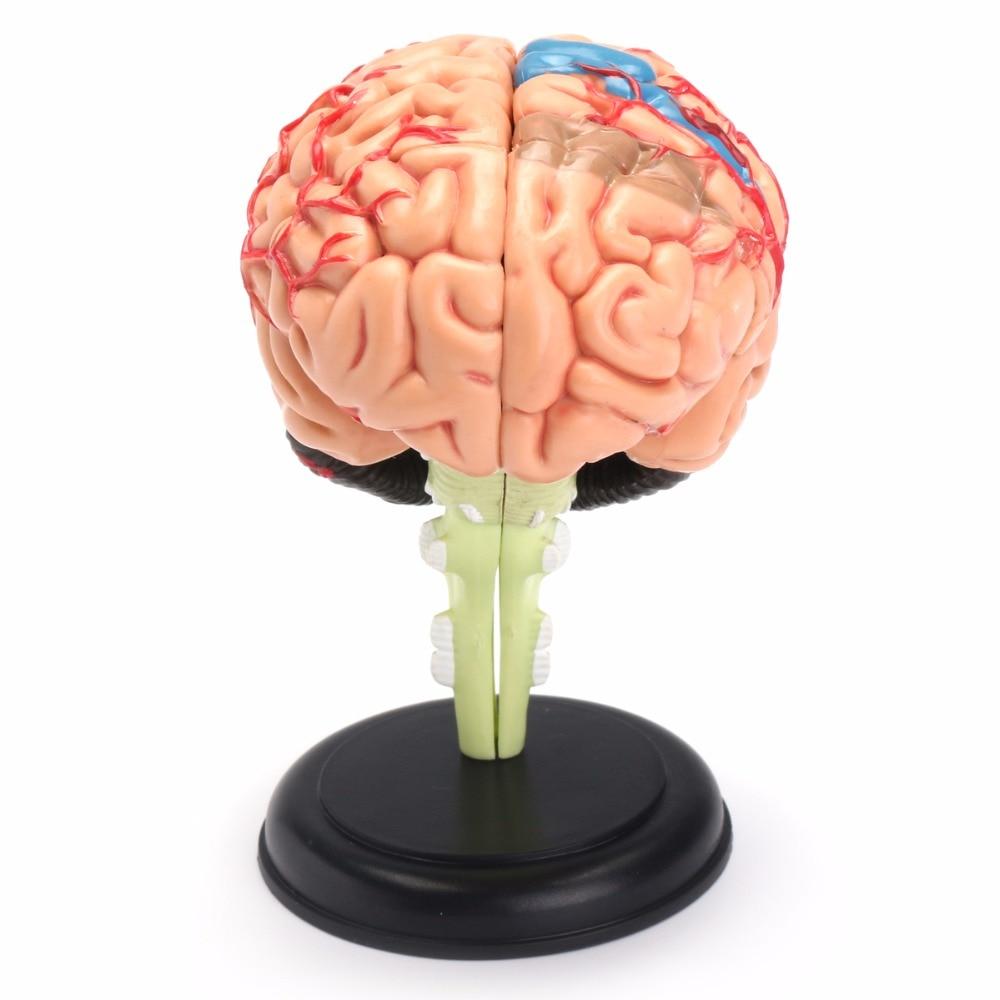 Buy 4D Anatomical Human, Brain Model Anatomy Medical Teaching Tool Toy ...