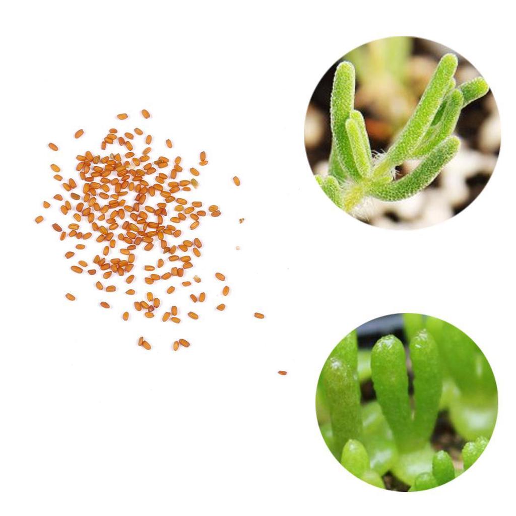 Buy 20pcs/Bag Green Dicrocaulon Ramulosum Succulents Planting Seeds at ...