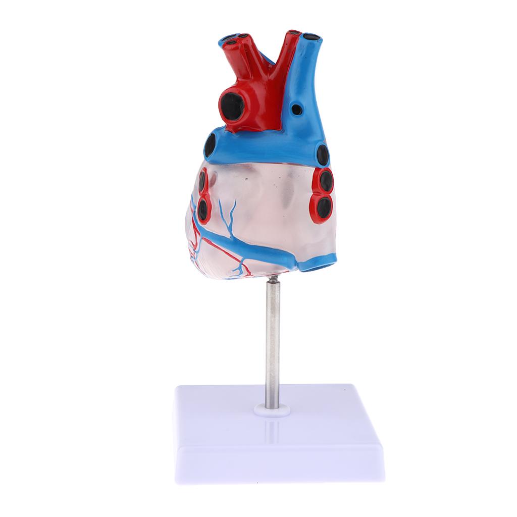 Buy Clear Educational Human Heart Anatomical Model with Base, Lifesize ...