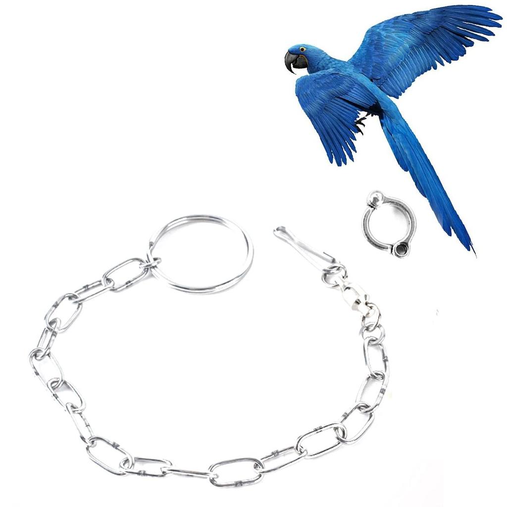 Buy Cockatiel Ankle Split Flying Training Stainless Steel Leash Bird ...