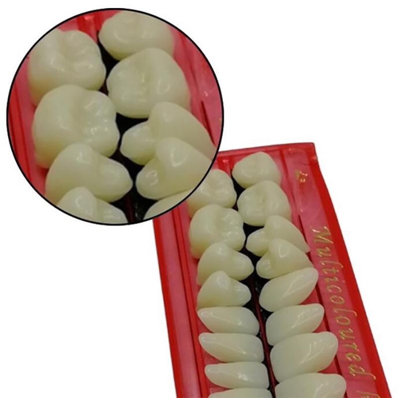 Buy Dental Materials Plastic Teeth Teaching Model Special Tooth Box ...