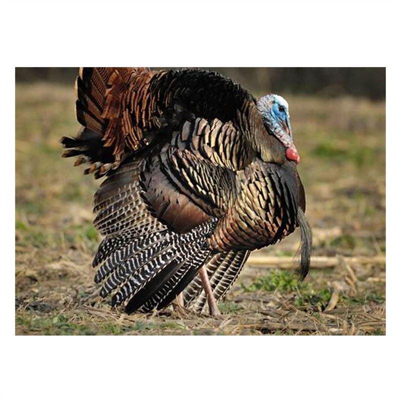 Buy 5D DIY Full Square/Round Diamond Painting Turkey Diamond Embroidery ...