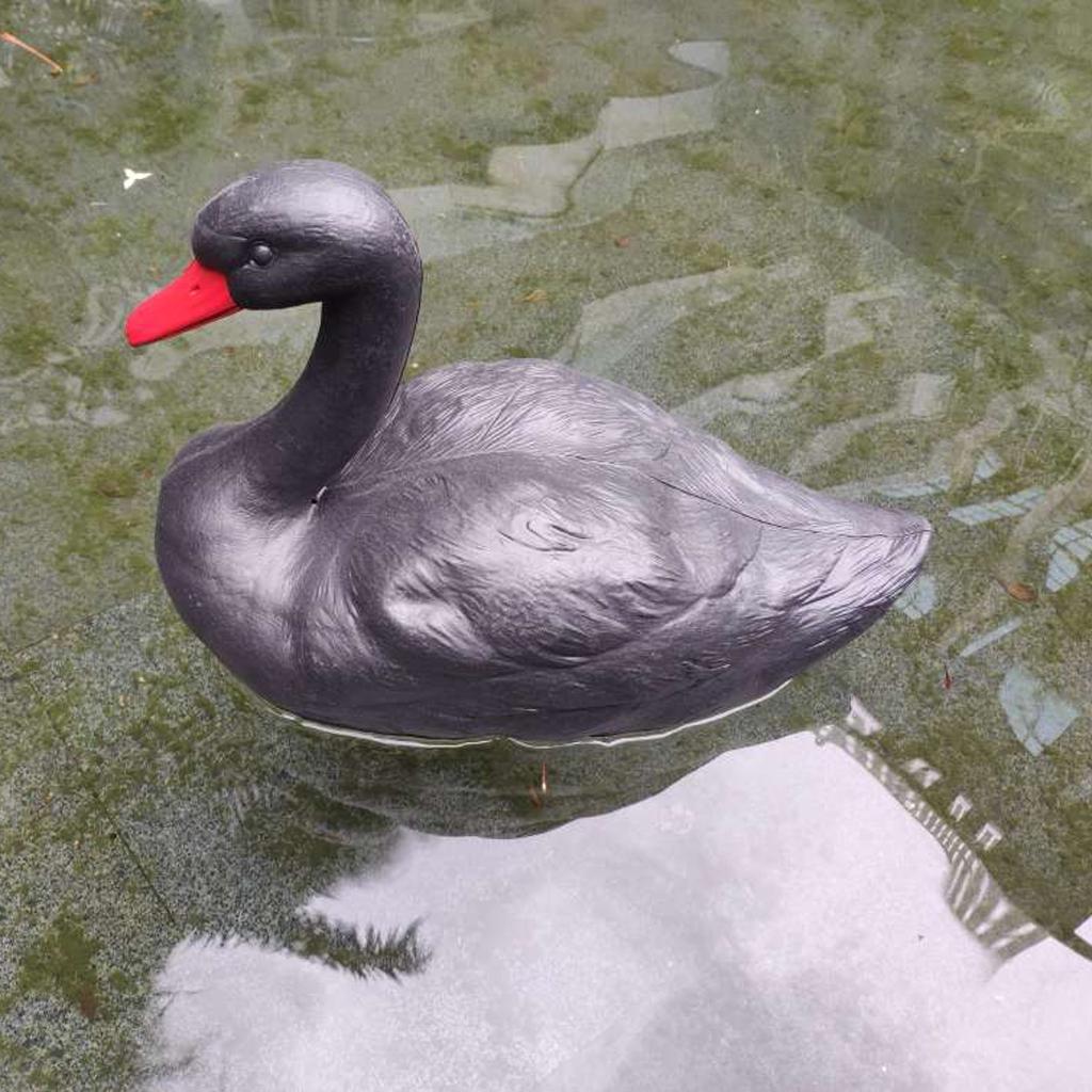 Buy Black Swan Decoy Pest Control Yard Hunting Bait Trap Bird Scarer ...