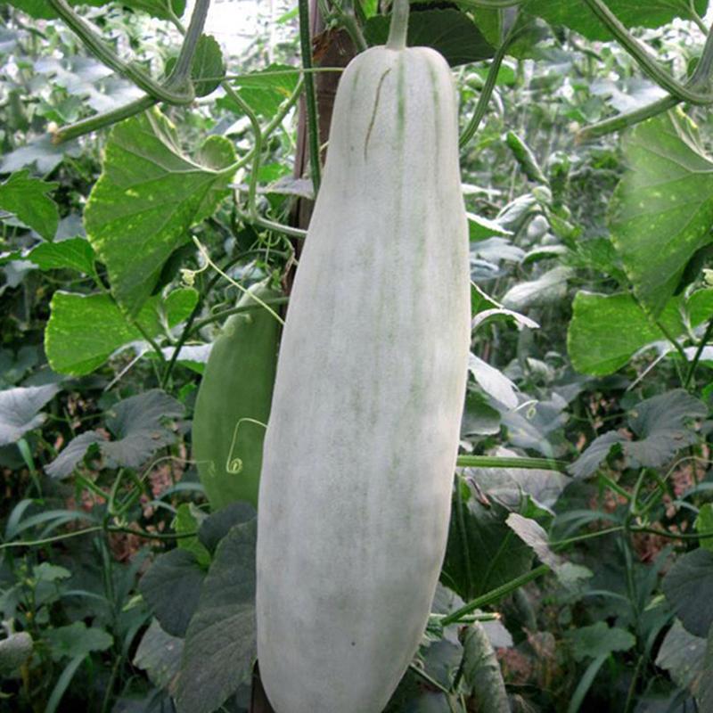 Buy 20Pcs Green Horn Long Sweet Melon Seeds Fruit Vegetable Honeydew ...