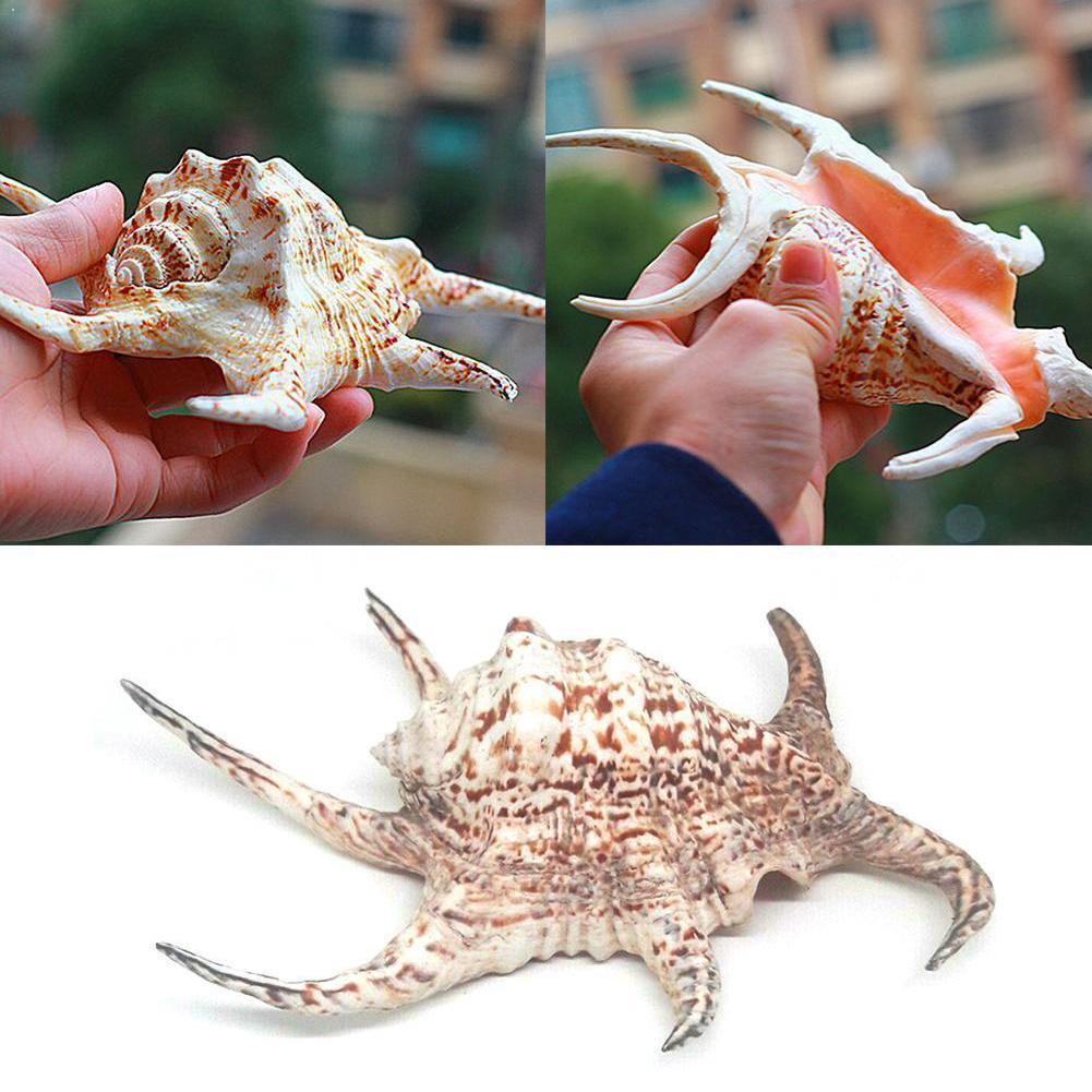 Purple Mouth Spider Snail Natural Shell Conch Crafts Spider Decoration ...