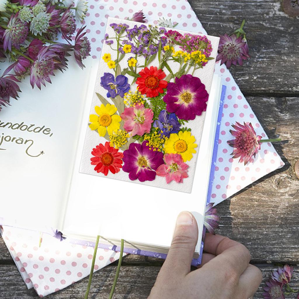 Buy Dried Flower Material Package Real Pressed Dry Flowers & Leaves ...