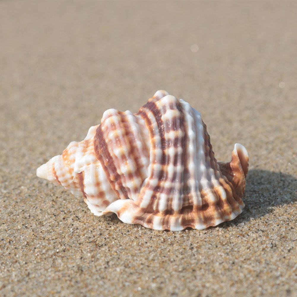 Buy Natural Conch Shell Flat Mandarin Wing Snail Specimen Tank ...