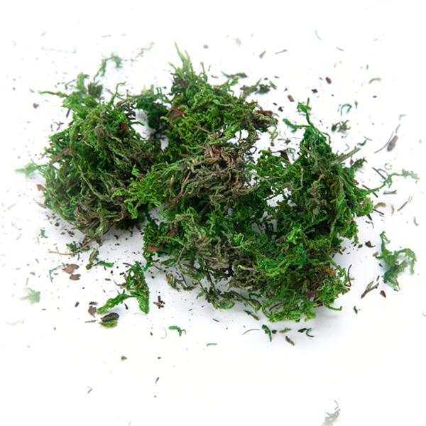 Buy Decorative Moss Musci Artificial Sward Muscus for Garden Aquarium ...