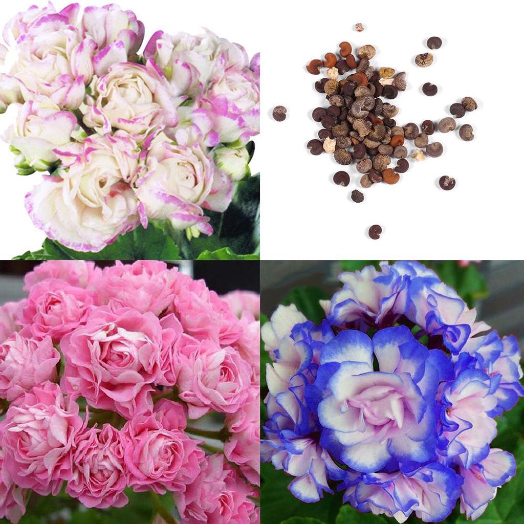 Buy Night Blue Geranium Bonsai Appleblossom Rosebud Pelargonium Flower ...