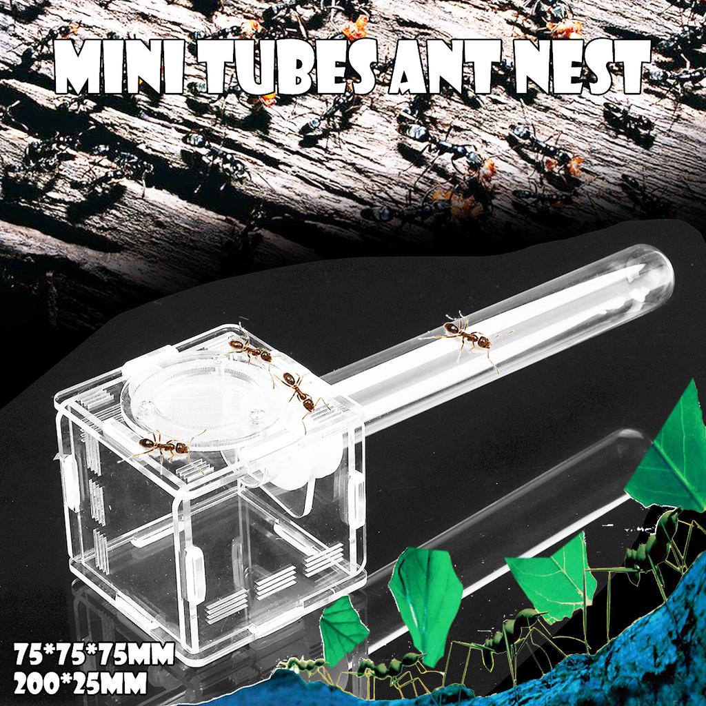 Mini Ant Nest Farm Glass Tubes For Live Ants Queen Small Colony ...