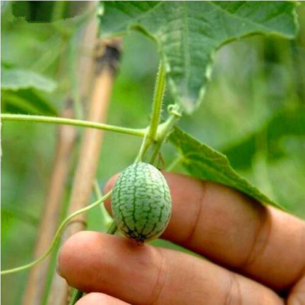 Buy 10pcs/bag Super Mini Watermelon Seeds Thumb Watermelon Delicious ...