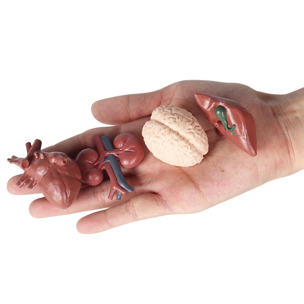 8PCS Mini Body Parts Sets Human Anatomy Model Anatomy Physiology and ...