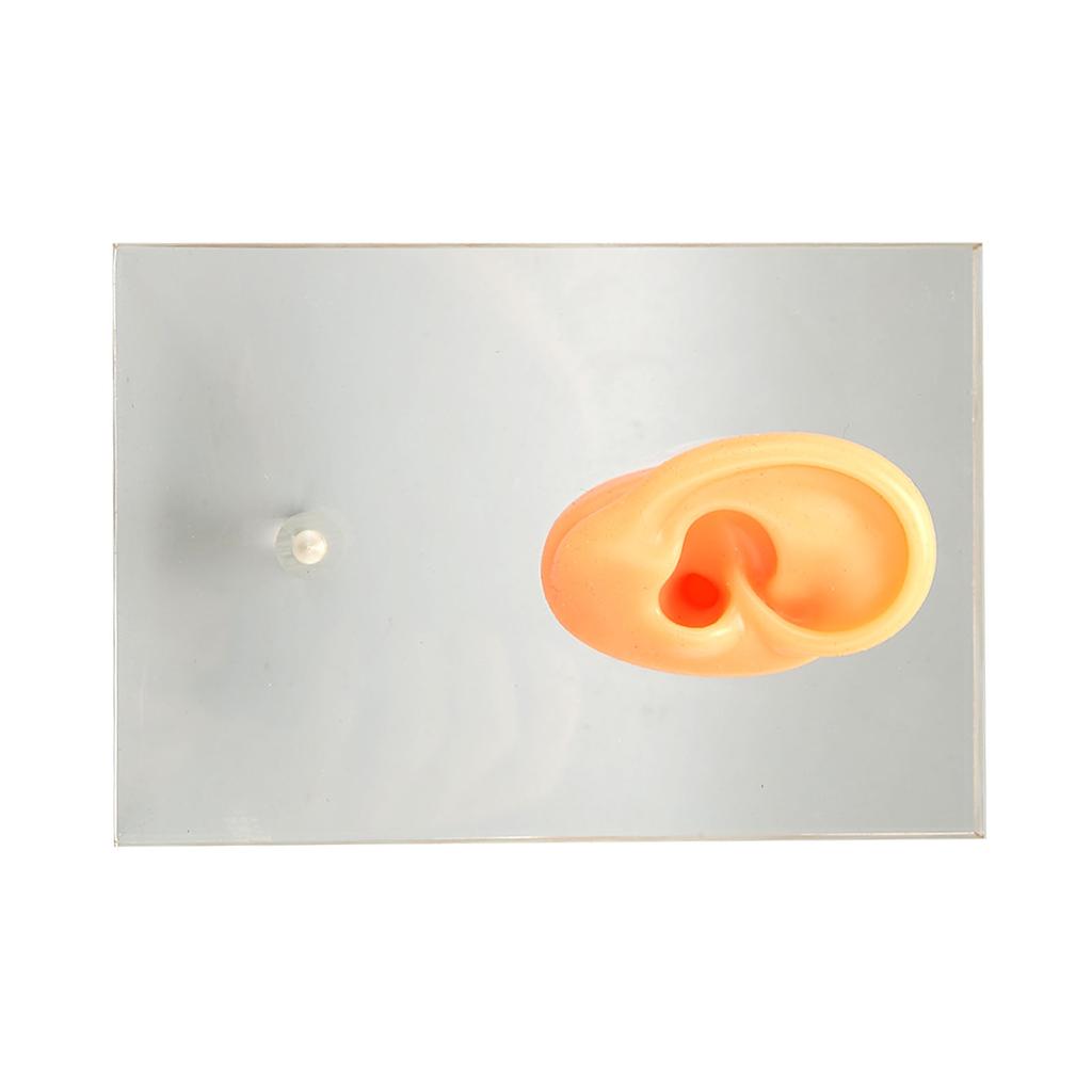 Buy Silicone Right Ear Model Fine Details Soft Ear Model Acrylic ...