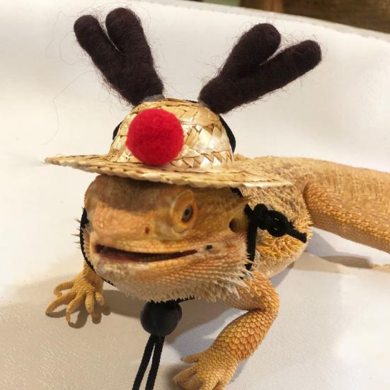 Buy baigeshi 2Pcs/Set Lizards Hats Scarf Antler Decor Dress-up ...