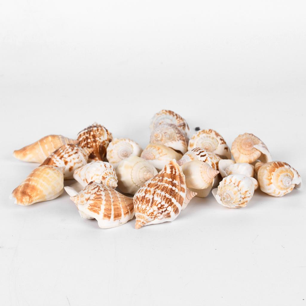 Buy 20Pieces Aquarium Shell Decor Large Fish Tank Decorations Style1 at ...