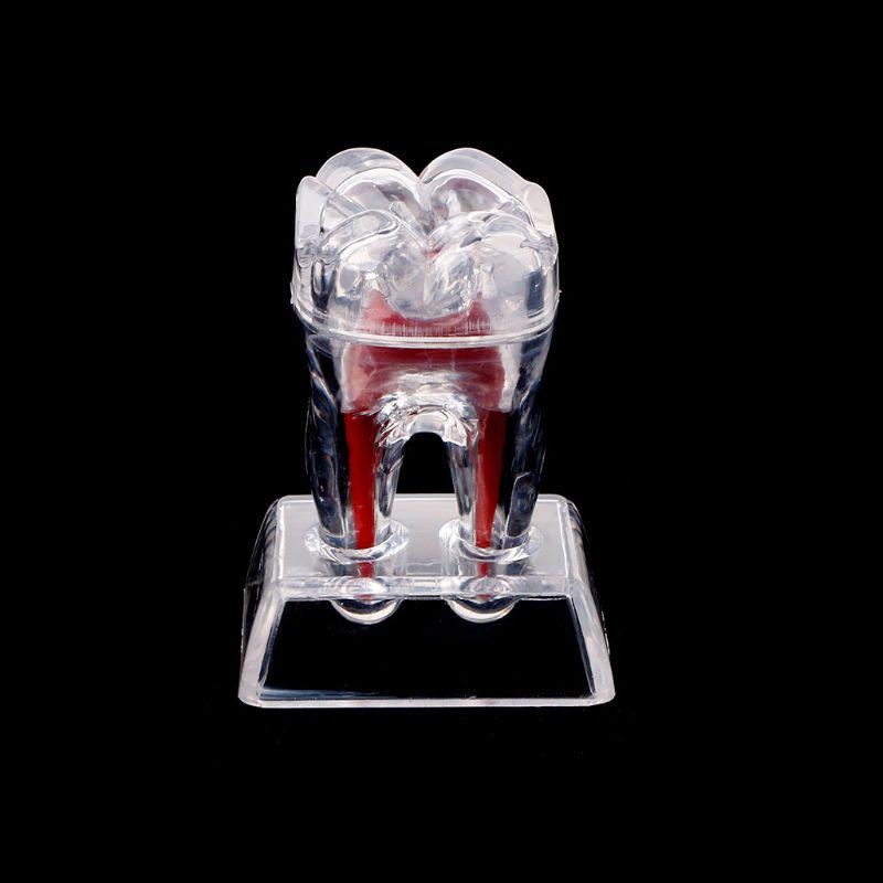 Buy Dentist Dental Base Hard Plastic Teeth Tooth Molar Model Separable ...