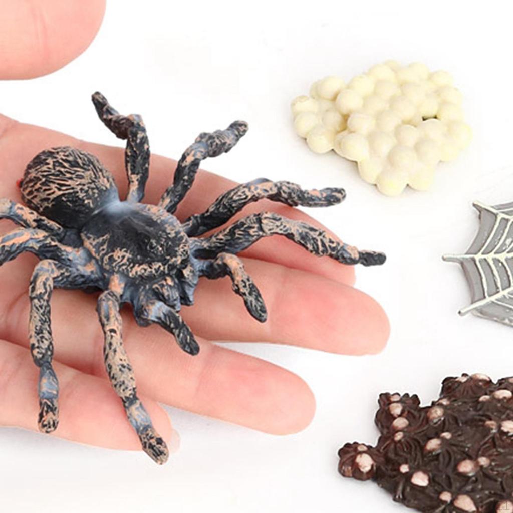 Buy Realistic Plastic Spider Growth 4 Stages Lifelike Life Cycle ...