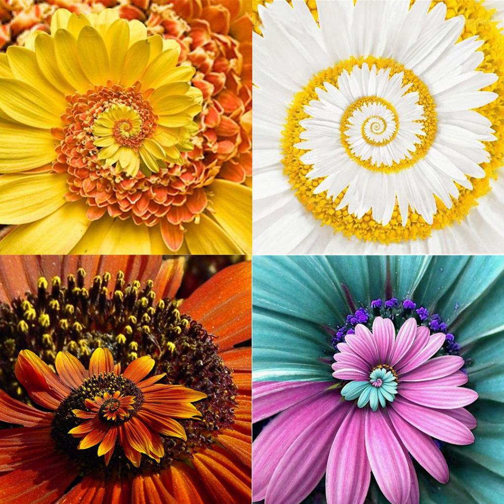 Buy 100Pcs Beautiful Miracle Daisy Rare Ornamental Garden Flowers Plant ...