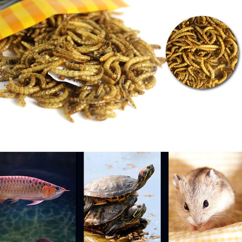 Buy Brazilian Tortoise Turtle Food Feed Sticks Granules Dried Fish ...
