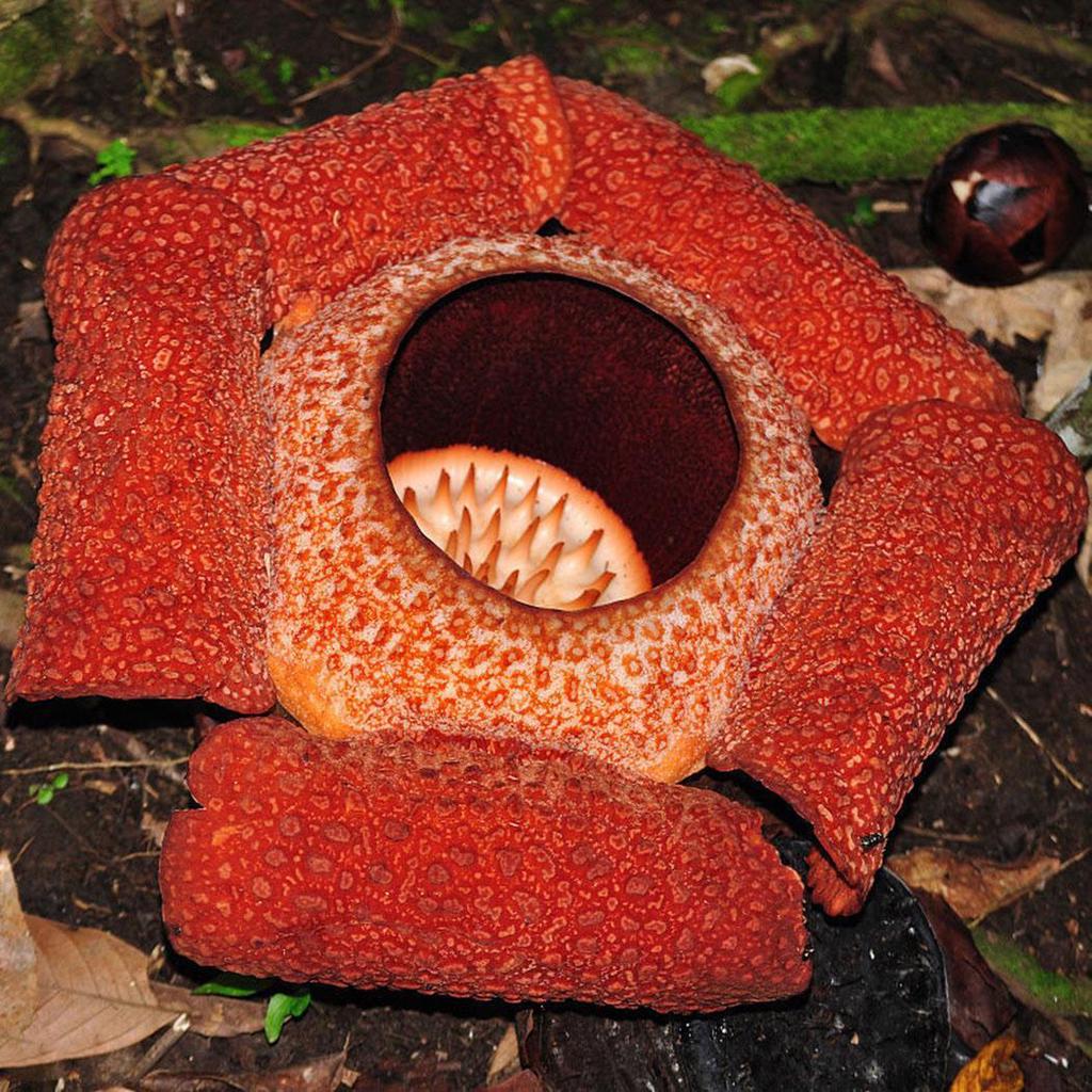 Rafflesia Seeds