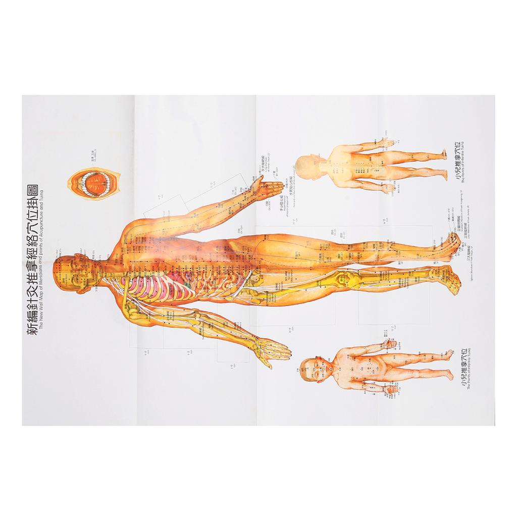 Kaufe Chinese and English Acupoint Wall Chart Front Large Size ...