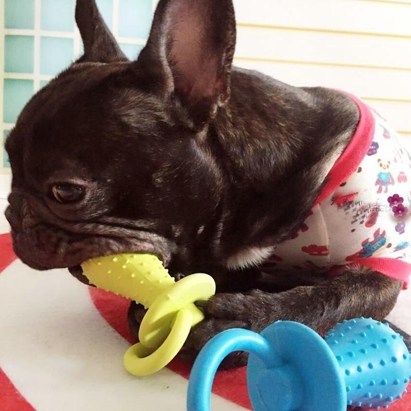 Buy Pet Dog Cat Puppy Toy Teething Tough Chew Toys Bone Pacifiers Gum ...