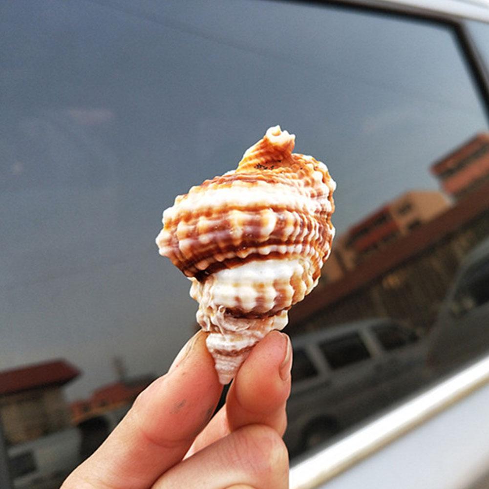 Buy Natural Conch Shell Flat Mandarin Wing Snail Specimen Rare ...