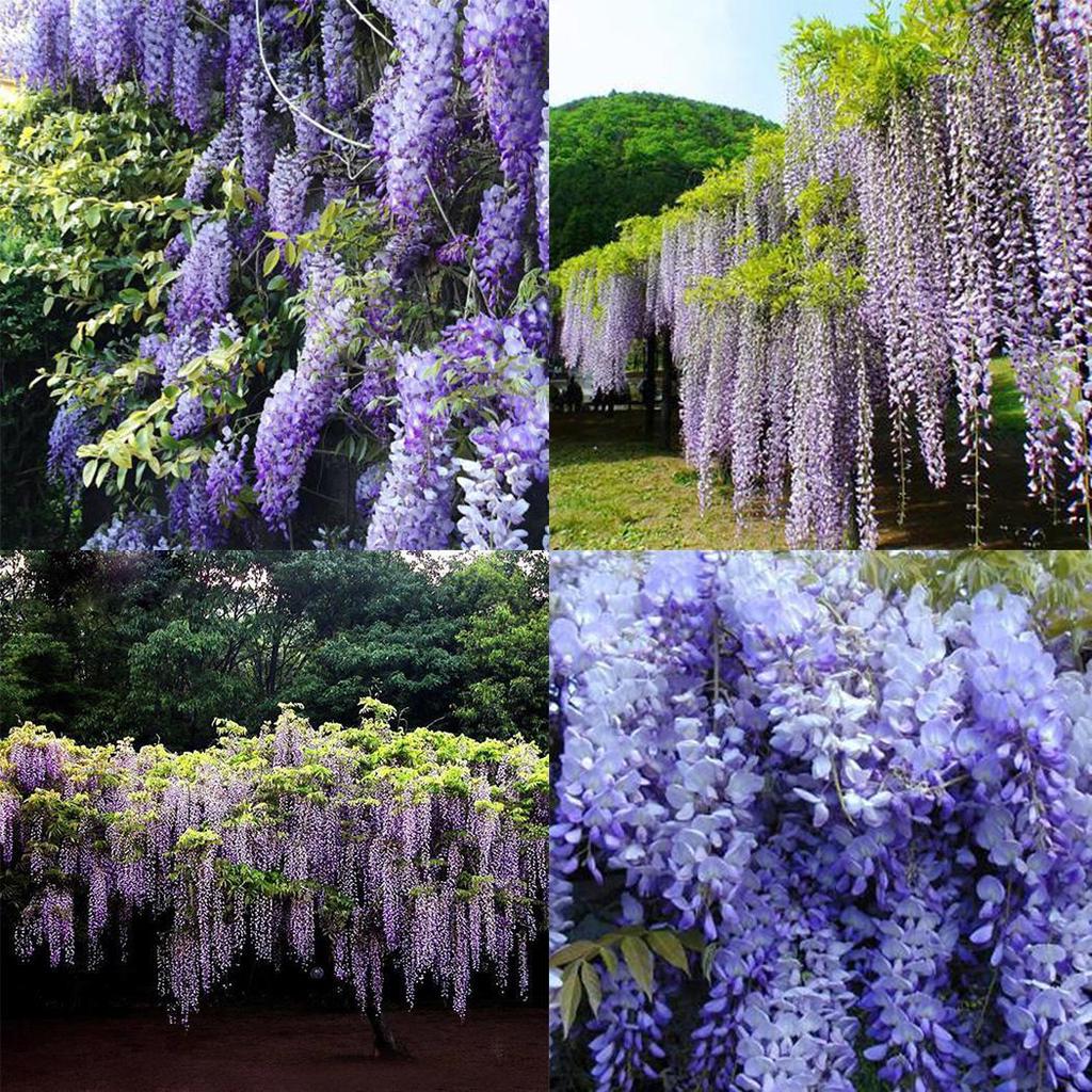 Hermosas Semillas de Flor de Glicina Plantas Trepadoras de Exterior ...