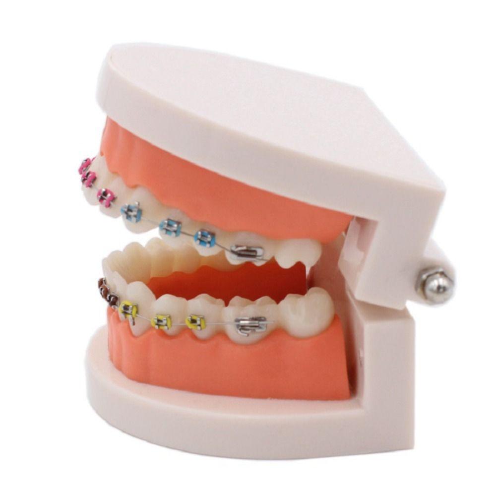 Cumpără Model de dinți ortodontici pentru gingii roz carne cu brackets ...