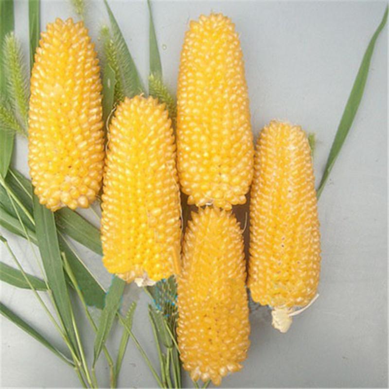 Buy 100Pcs Organic Vegetables Seeds Home Garden at affordable prices ...