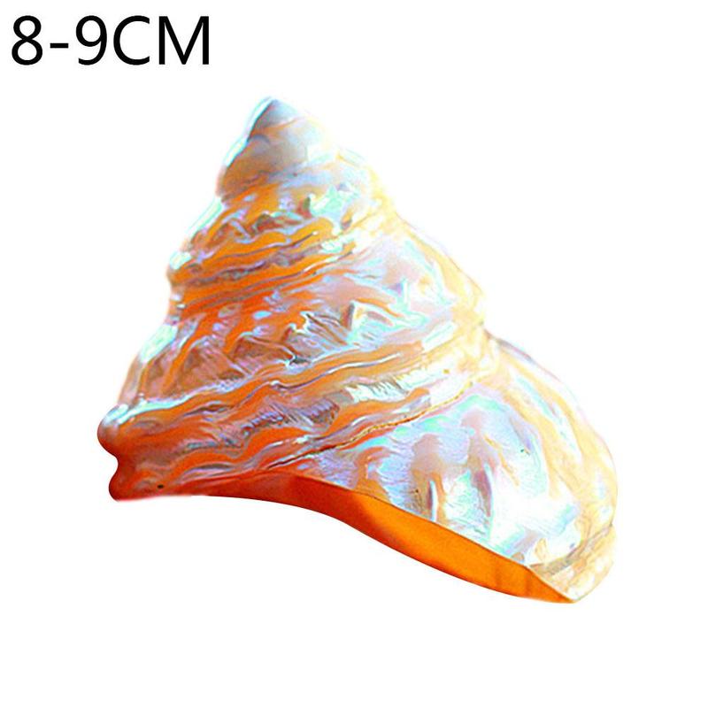 Buy Natural Pearl Tower Snail Decorative Large Seashell Natural Sea ...