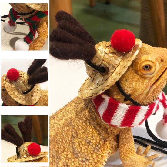 Buy baigeshi 2Pcs/Set Lizards Hats Scarf Antler Decor Dress-up ...