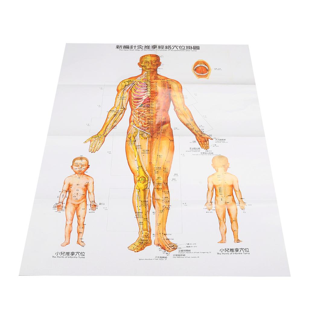 Kaufe Chinese and English Acupoint Wall Chart Front Large Size ...
