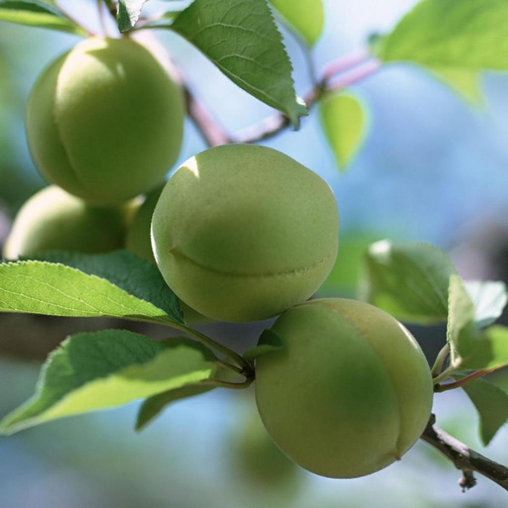 Buy 10PCS Plum Tree Seed Fruit Chinese Prunus Blossom Mume Wintersweet ...