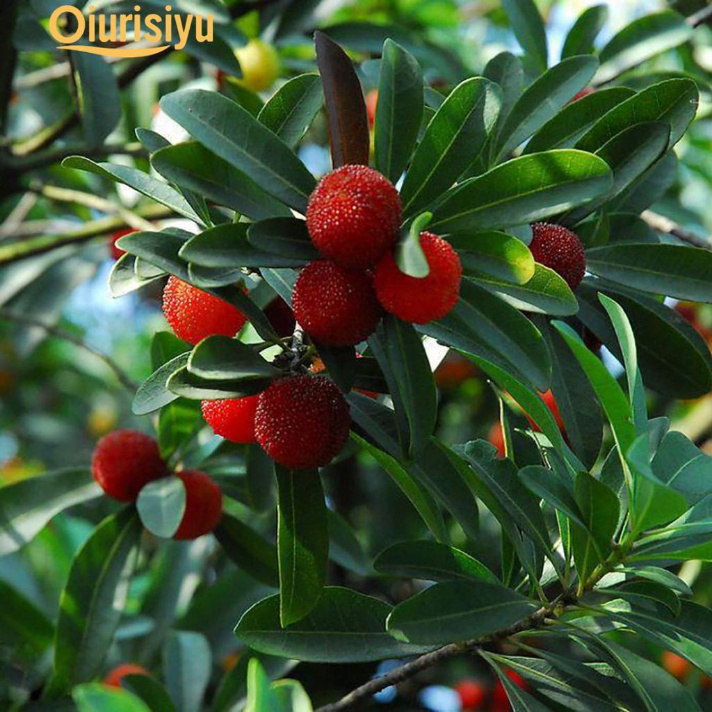 Buy 20Pcs Myrica Morella Rubra Yangmei Chinese BayBerry Waxberry ...