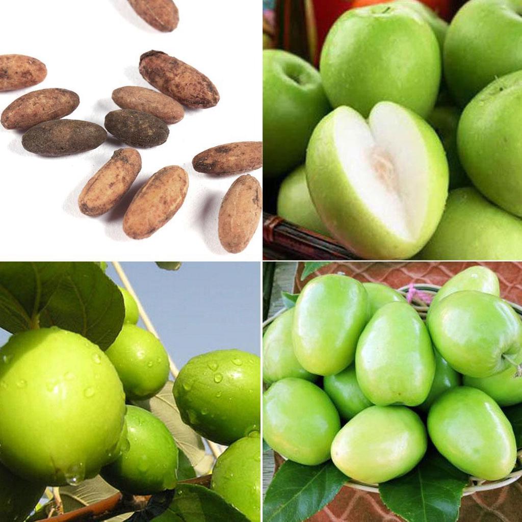 Buy Kiyomi Home Gardening Tropical Fruit Evergreen Indian Ziziphus ...