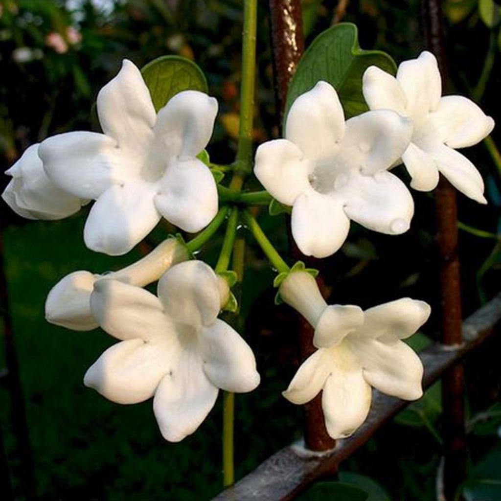Buy 10Pcs Home Garden Balcony Decoration Stephanotis Floribunda Flower ...
