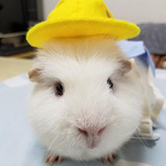 Buy Small Animals Hat All-matched Holiday Dress Up Cartoon Stylish ...