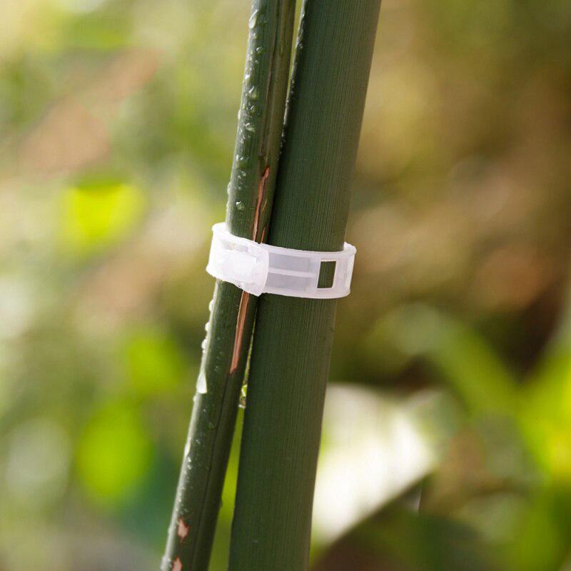 Buy 50Pcs Plant Fixed Plastic Buckle New Durable Clear Garden ...