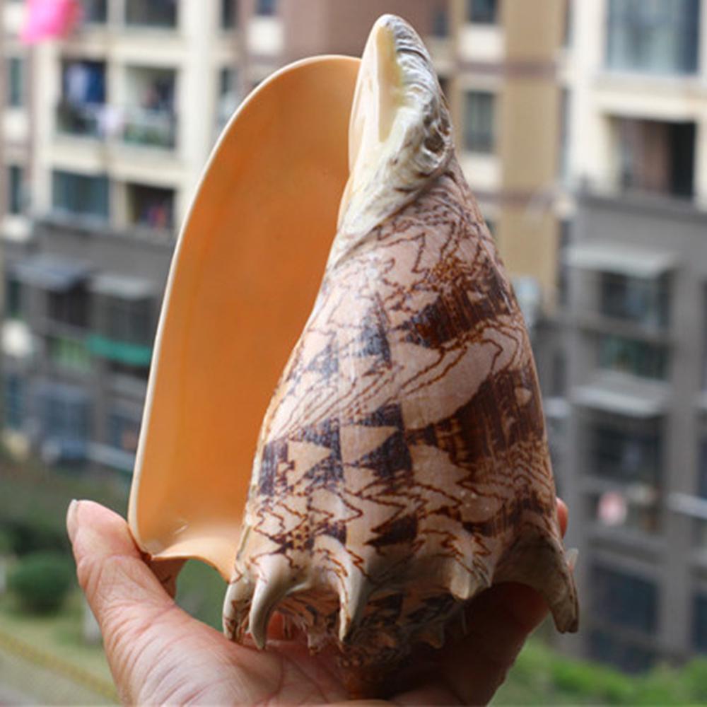 Buy 1pc New 15-17cm Large Natural Shell Conch Fish Tank Home Decoration ...