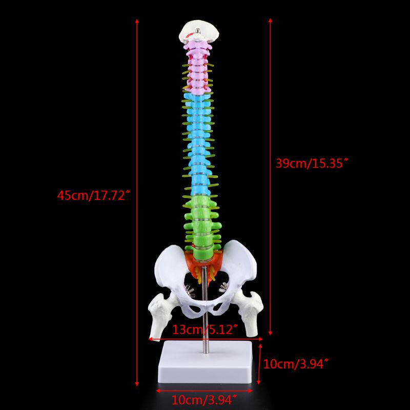Buy 45cm Removable Human Spine Model Spinal Column Vertebral Medical ...