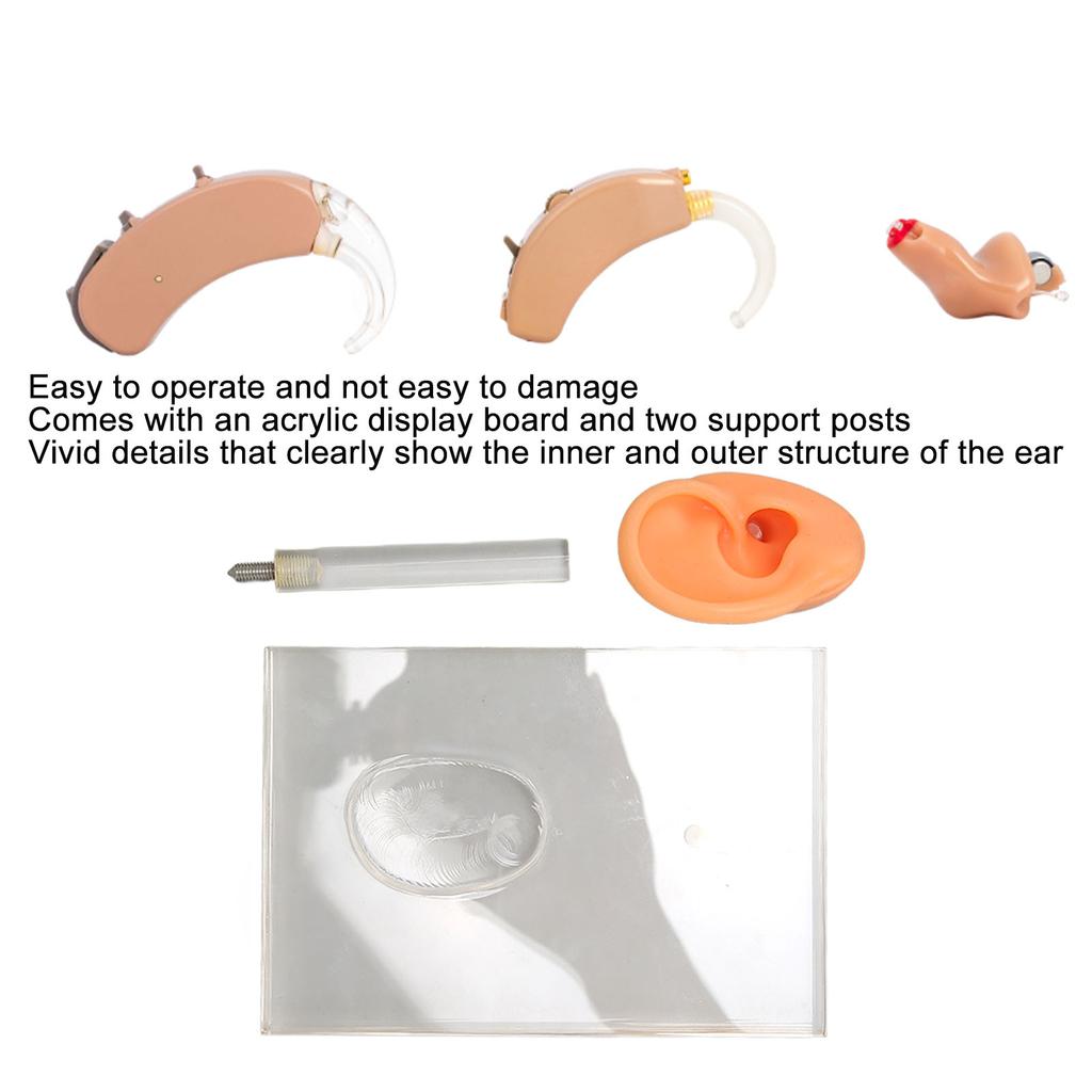 Buy Silicone Right Ear Model Fine Details Soft Ear Model Acrylic ...