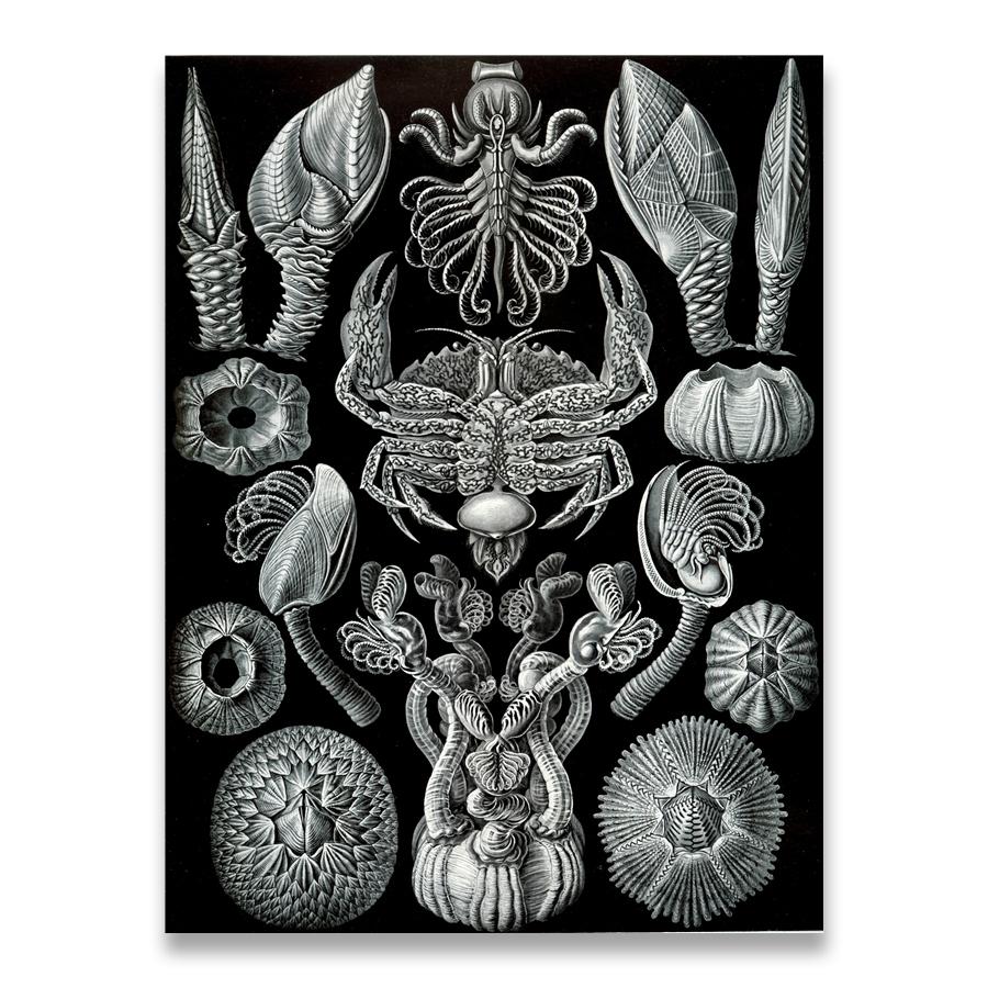 Buy Marine Creatures Vintage Poster Jellyfish Corals Green Algae Sea ...